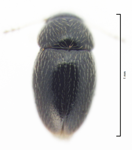 Género Ptenidium · iNaturalist Mexico