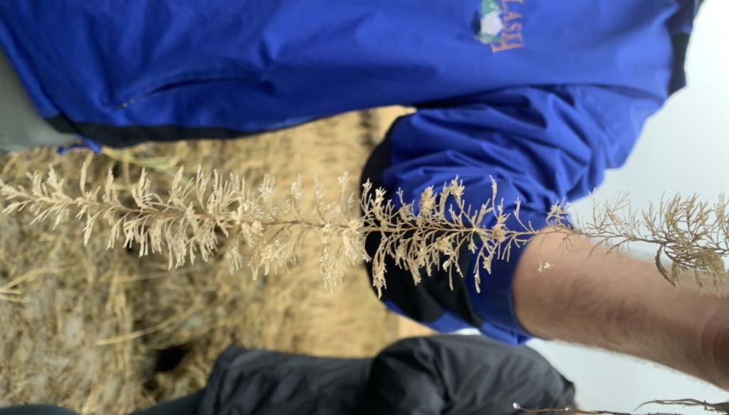 Fern Bryozoan from Ipswich, MA, USA on November 05, 2019 at 12:18 PM by ...