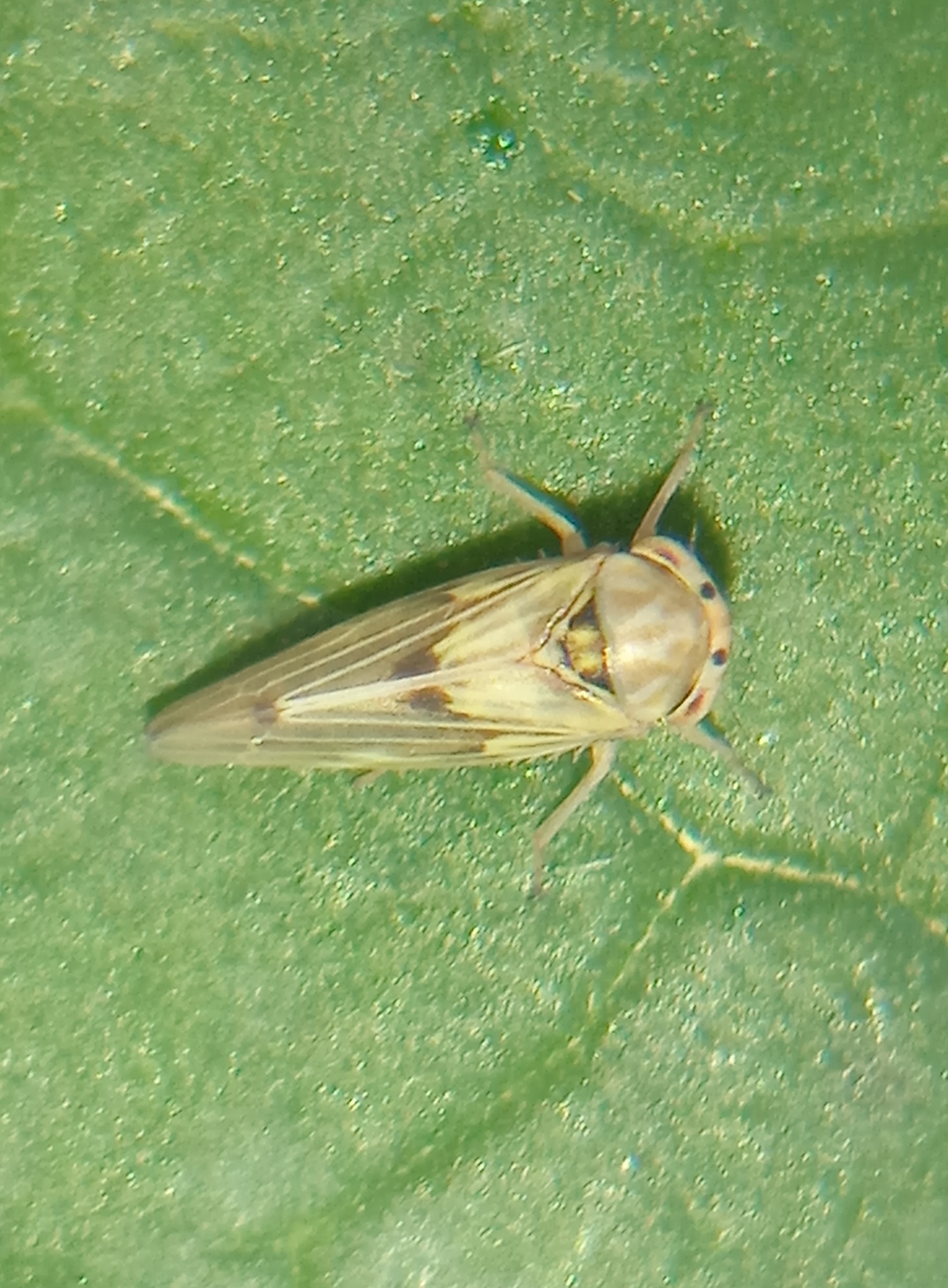 Agallia albidula | Insect Vectors of Plant Disease