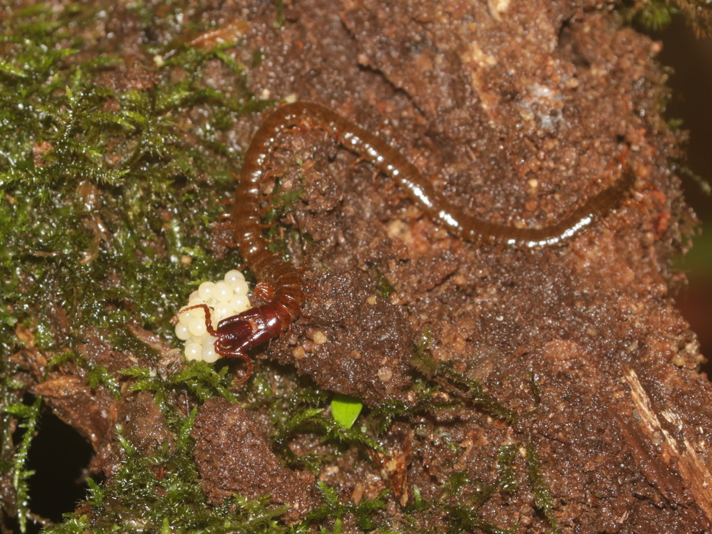 Mecistocephalus from Thap Sai, Pong Nam Ron District, Chanthaburi ...