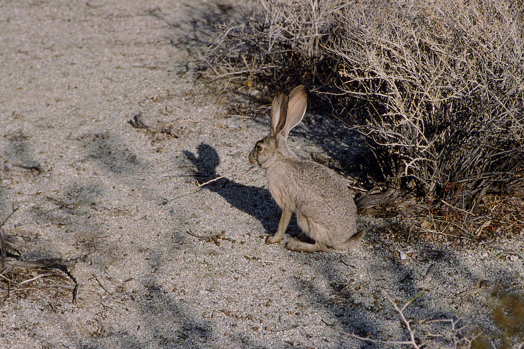 Black-tailed Jackrabbit from Kern County, CA, USA on June 15, 1995 by ...