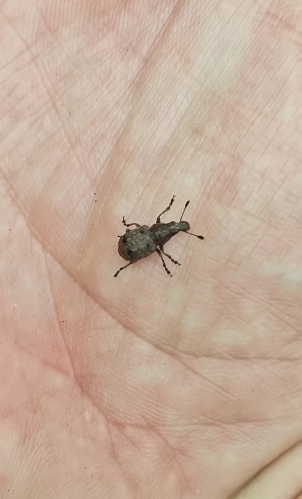 Bothrus aspersus from Khao Kra Puk, Tha Yang District, Phetchaburi ...