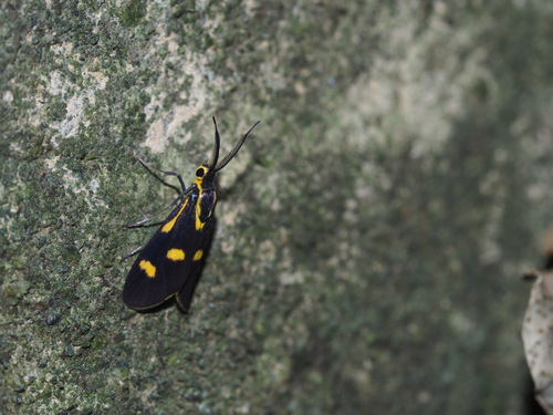 Artona flavipuncta · iNaturalist