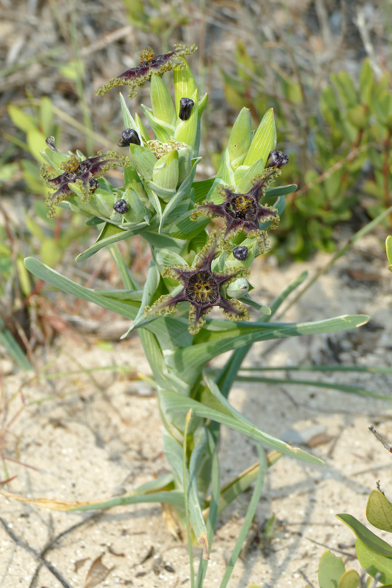 Ferraria foliosa G.J.Lewis