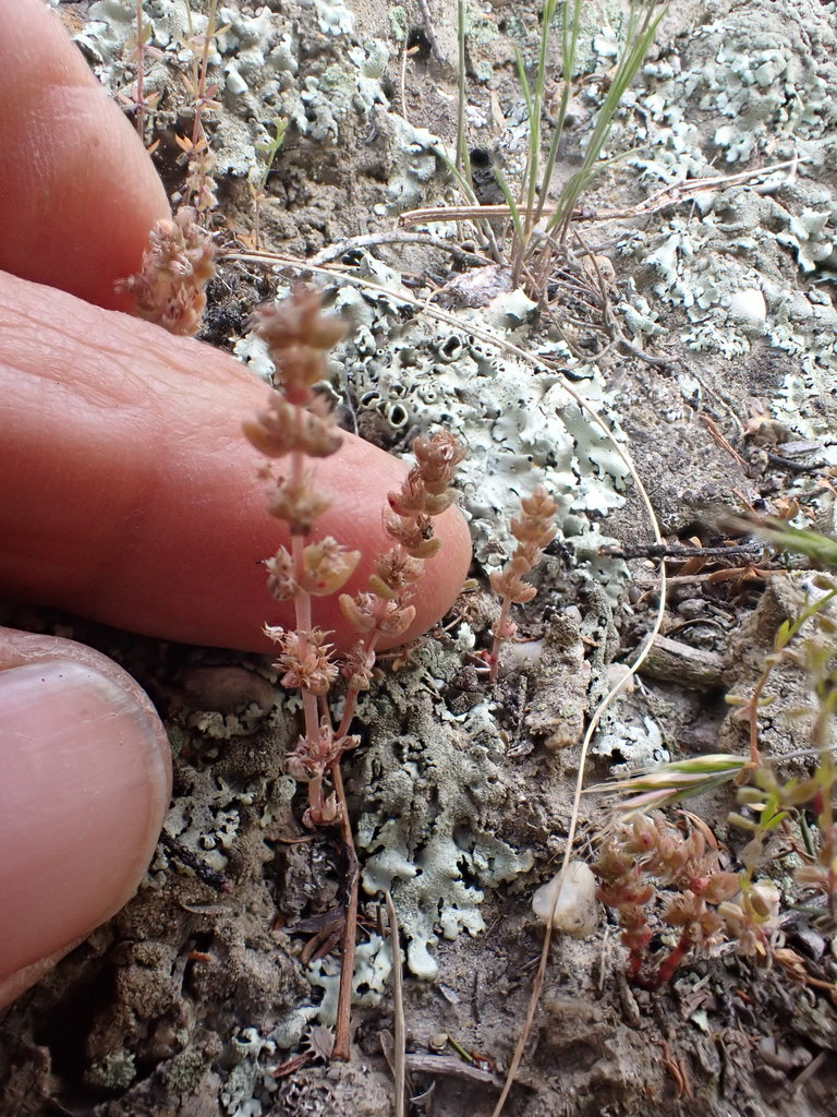 Australian Stonecrop from Queensberry 9383, New Zealand on November 8 ...