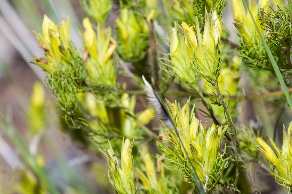 Wright's Bird's Beak (Cordylanthus wrightii) - Botanical Realm