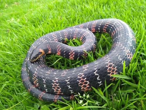 Fat Ground Snake (Atractus obesus) - Snakes and Lizards