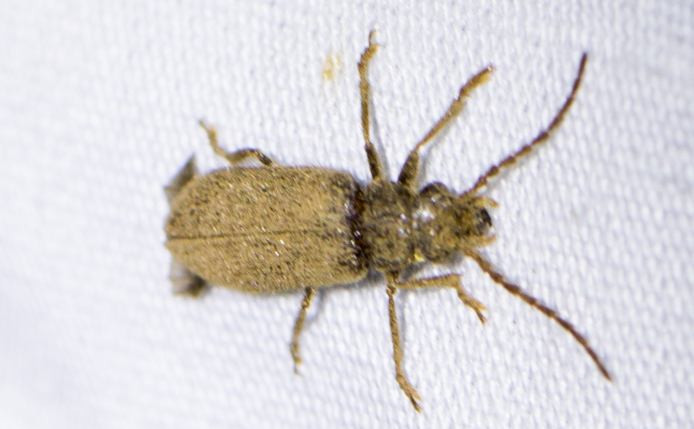 Dascillidae