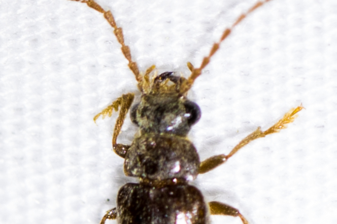 Dascillidae