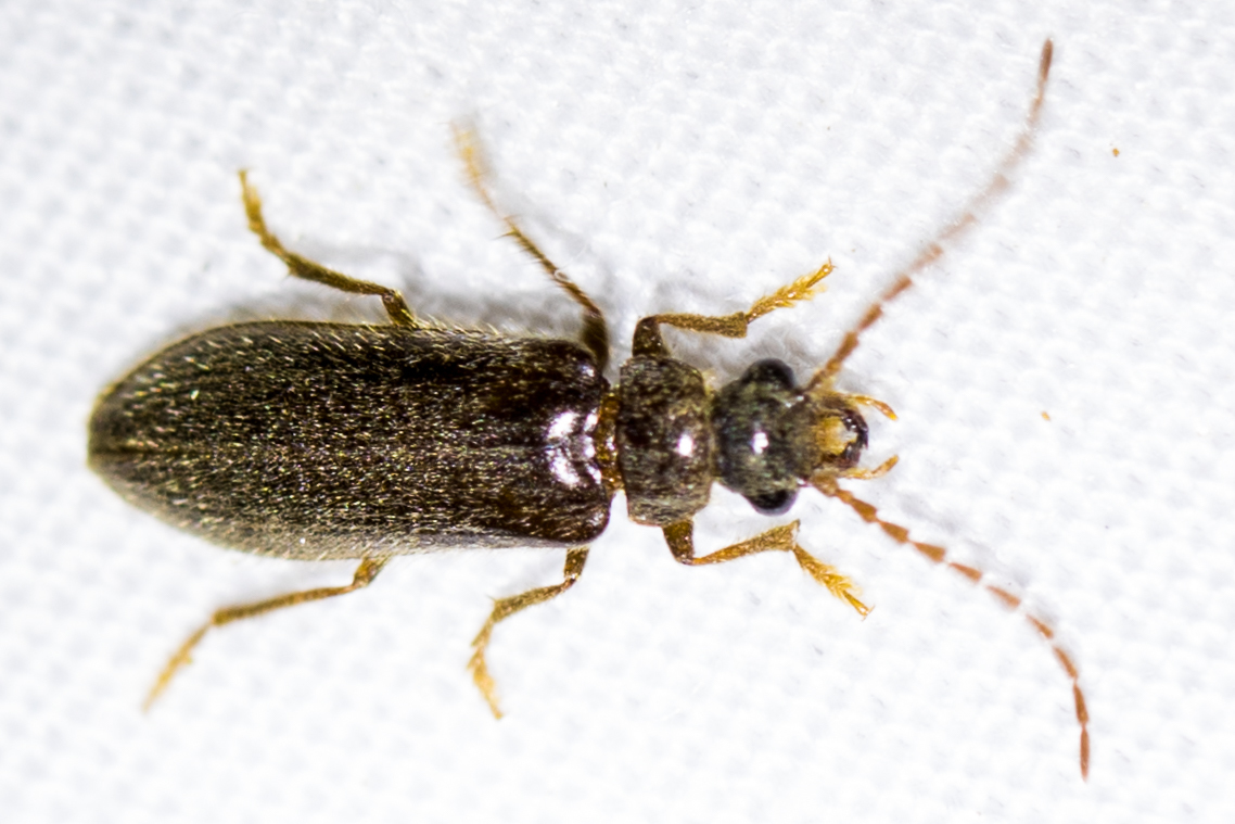 Dascillidae