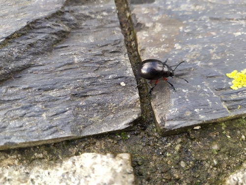 Timarcha asturiensis · iNaturalist