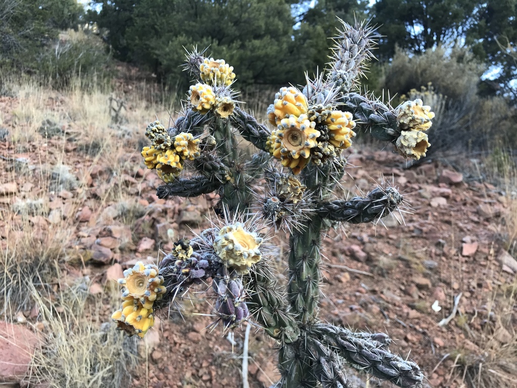 Northern Tree Cholla from Santa Fe National Forest, Santa Fe, NM, US on ...