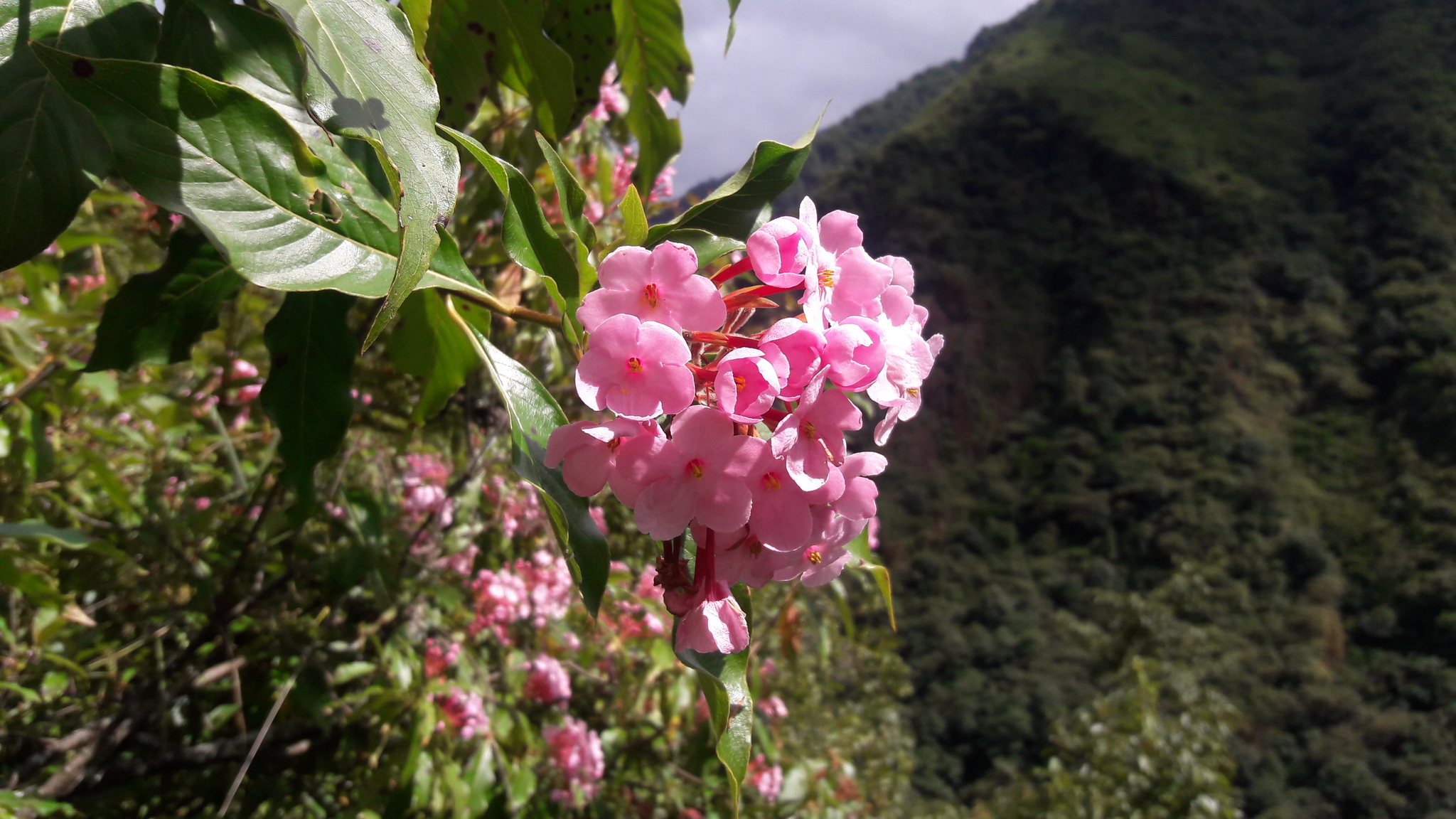 Luculia gratissima (Wall.) Sweet