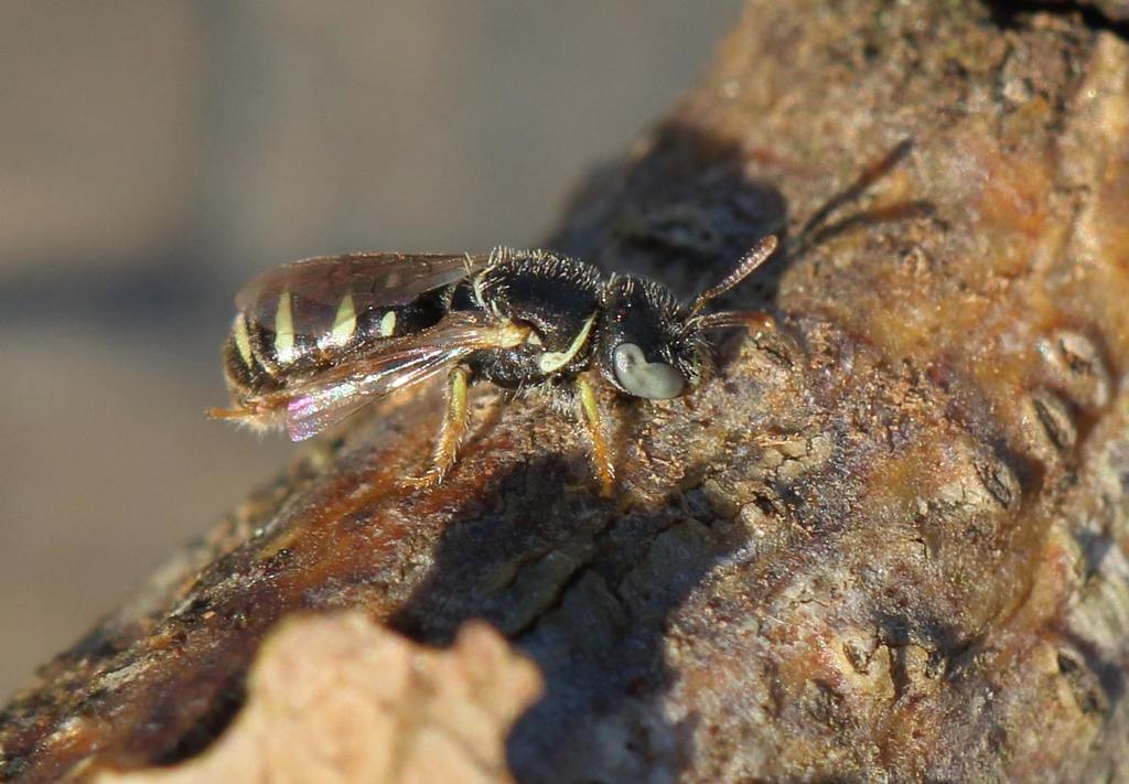 Petiole Steppe Bee (Bee genera of southern Africa) · iNaturalist