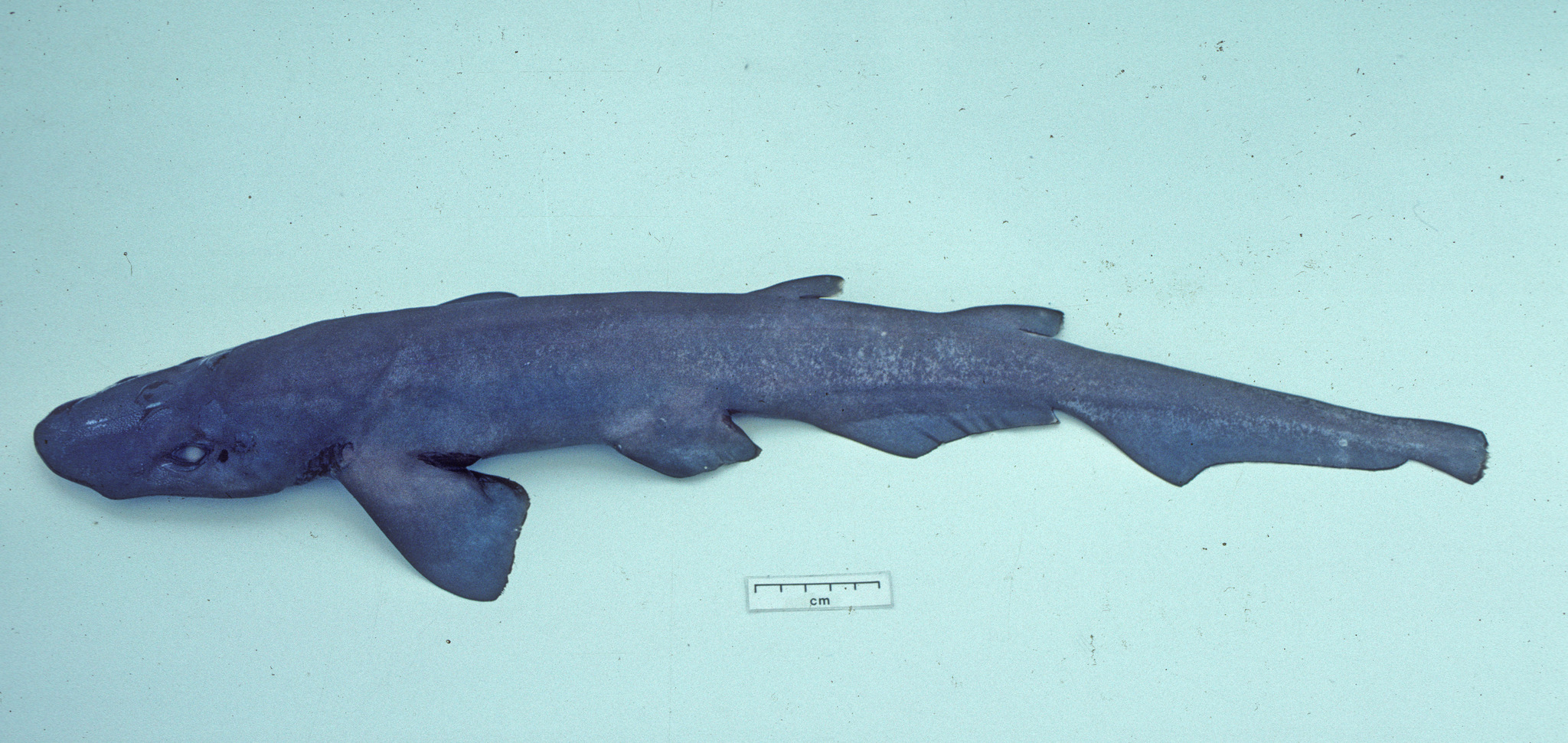 Apristurus platyrhynchus (Tanaka, 1909)