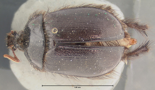 Pleocoma rickseckeri · iNaturalist