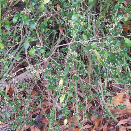 Graptophyllum spinigerum · NaturaLista Colombia