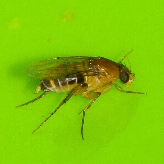 Megaselia (Diptera (flies) of the British Indian Ocean Territory ...