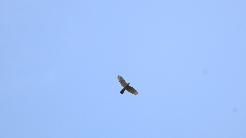 Variable Goshawk from East Halmahera Regency, North Maluku, Indonesia ...
