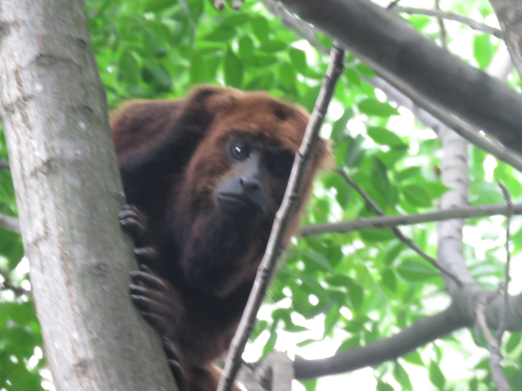 Brown Howler Monkey (Alouatta guariba) - Know Your Mammals