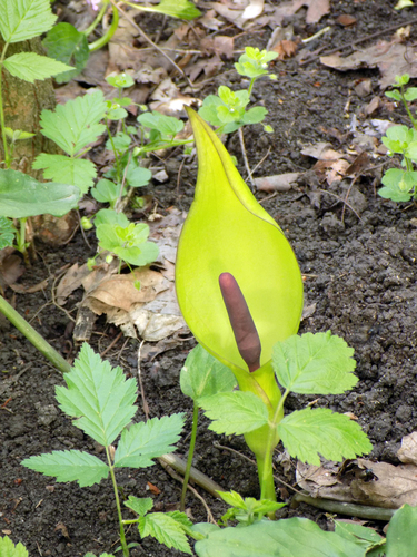 Arum orientale · iNaturalist