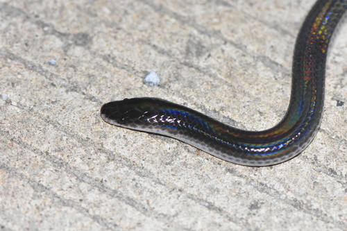 Sunbeam Snakes (Xenopeltidae) - Snakes and Lizards