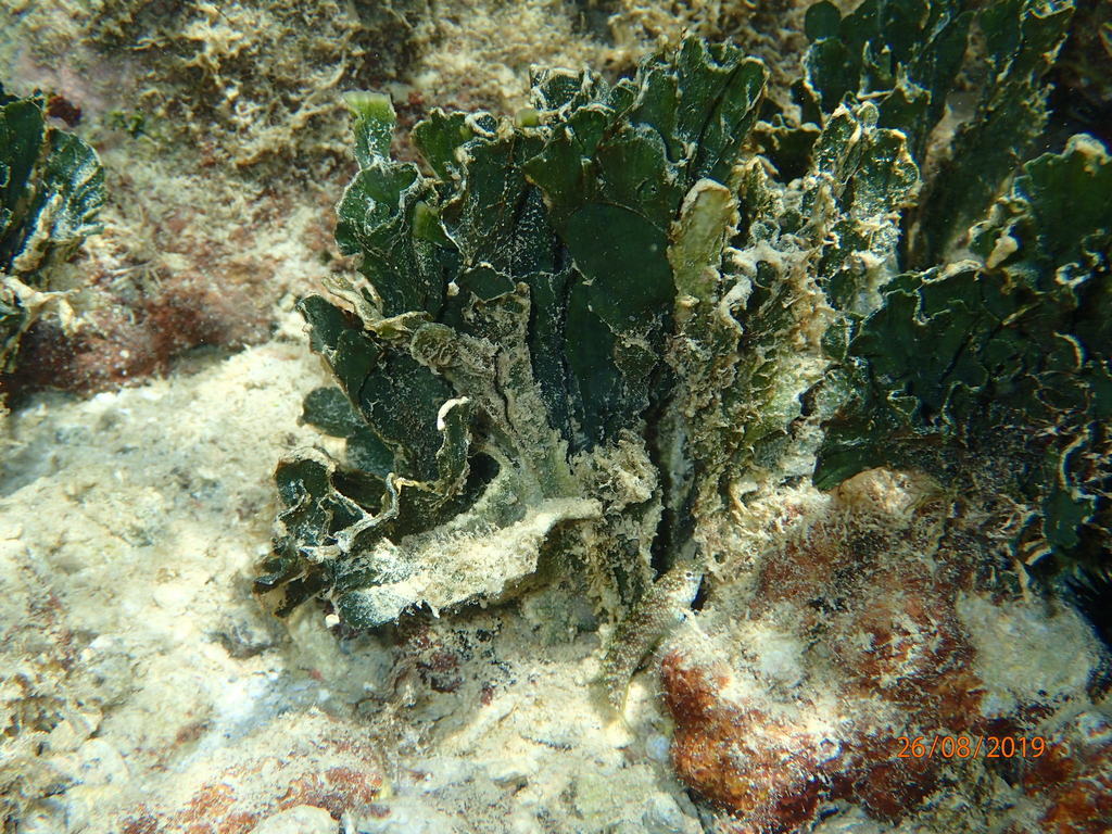 mermaid's-fan alga (Udotea flabellum) - Botanical Realm