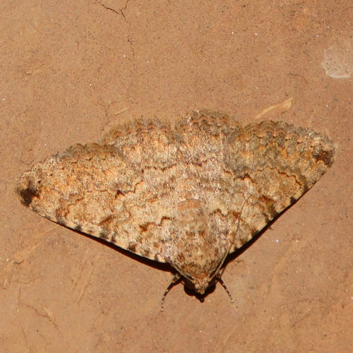 Heteropalpia acrosticta · iNaturalist