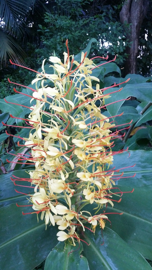 Kahili ginger from The University of Western Australia, Crawley, WA, AU ...