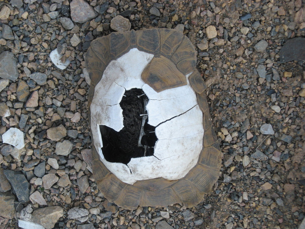 Greek Tortoise in January 2010 by Ehsan Moqanaki. Multiple individuals ...