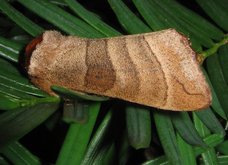 Walnut Caterpillar Moth (The iNaturalist Guide to Payne Hollow ...