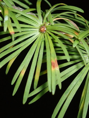 Larch Needle Cast (Rhabdocline laricis) · iNaturalist United Kingdom