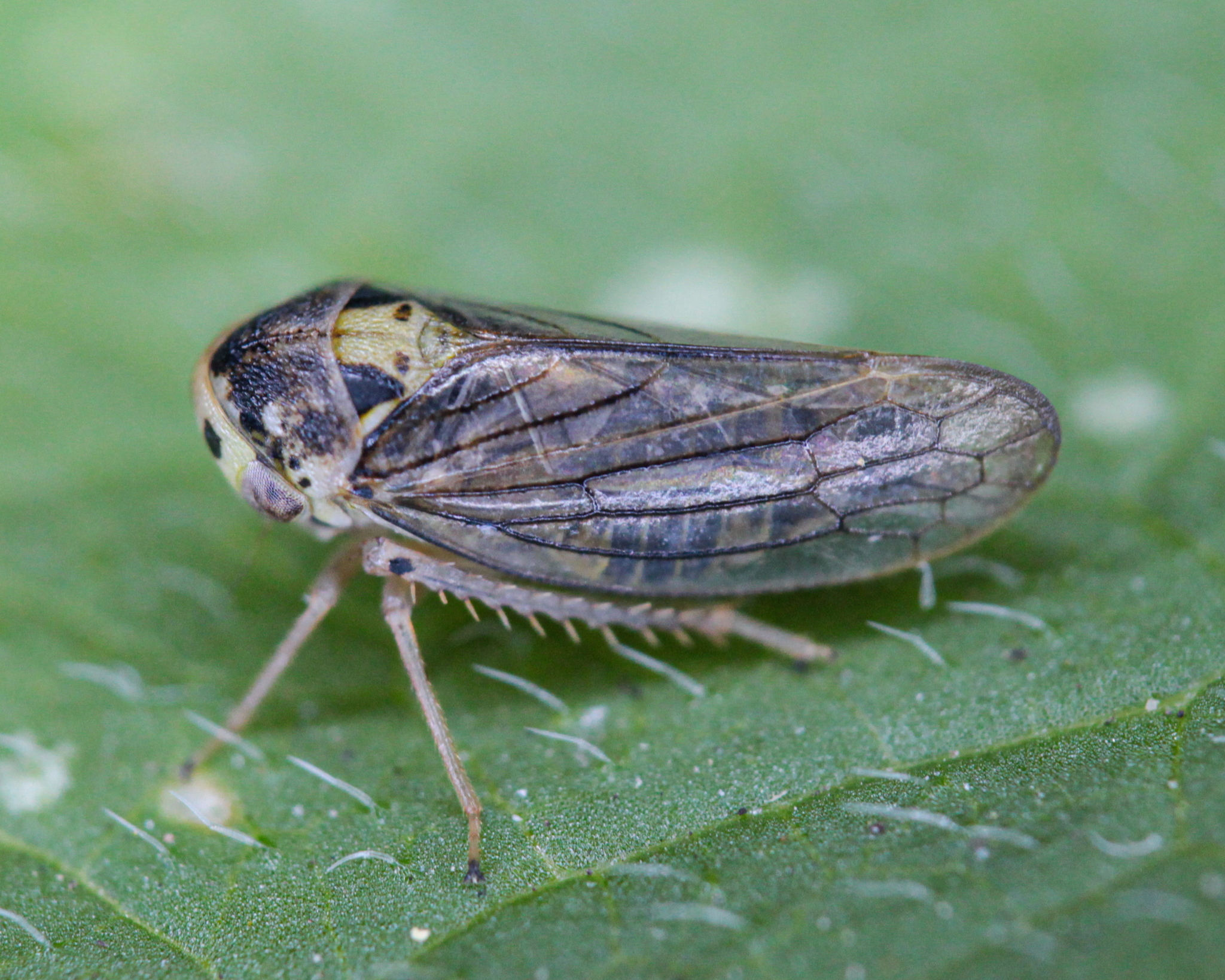 Macropsis scotti | Insect Vectors of Plant Disease