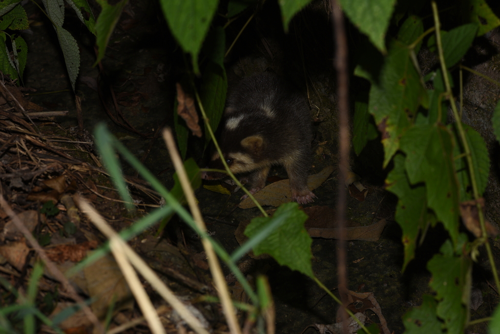 Small-toothed Ferret Badger from 杭州小和山 on August 29, 2025 at 08:33 PM ...