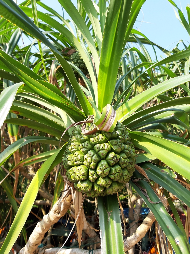 Screw-pine (Pandanus odorifer) - Botanical Realm