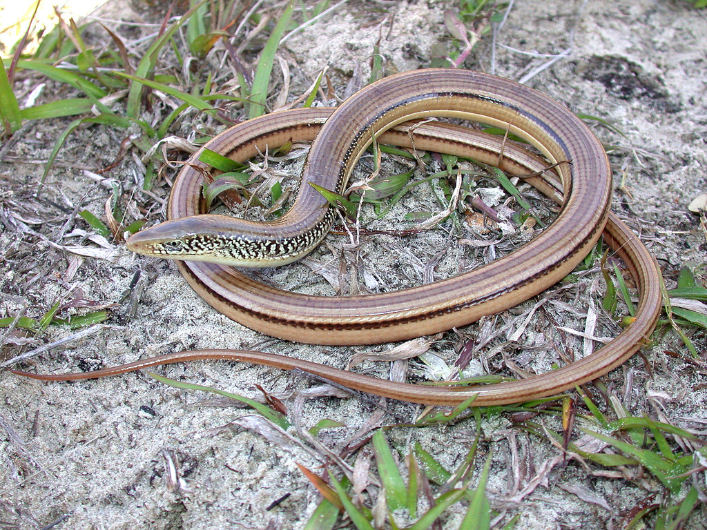 Island Glass Lizard (Ophisaurus compressus) (Wildlife of the United ...