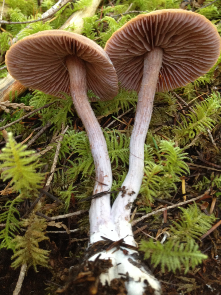 Bicoloured Deceiver (Fungi of Bandelier National Monument) · iNaturalist
