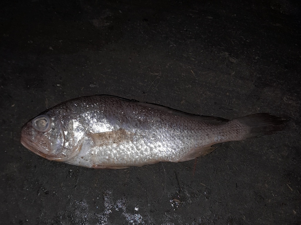 (Johnius plagiostoma) - Marine Life Identification