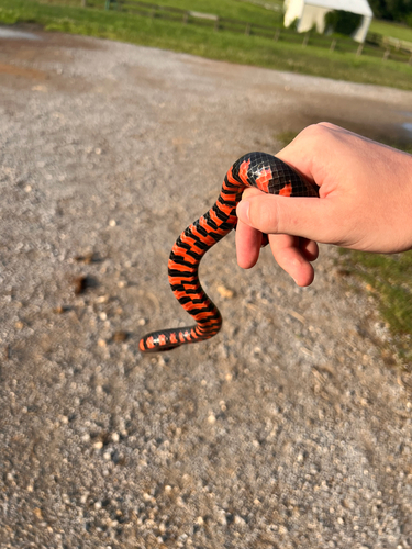 Western Mudsnake (Farancia abacura reinwardtii) - Snakes and Lizards