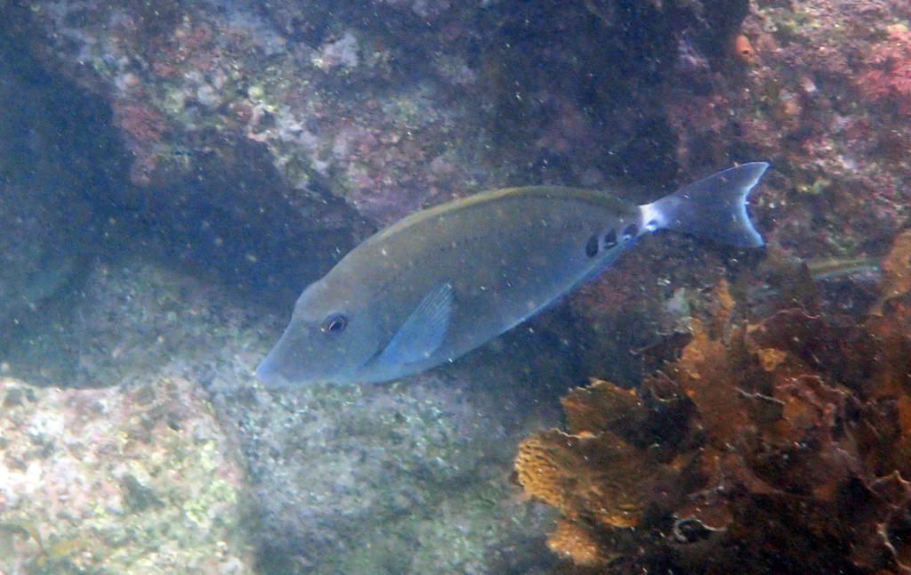 Scalpel Sawtail (Prionurus scalprum) - Marine Life Identification