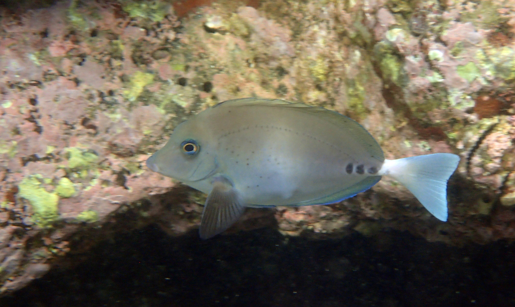 Scalpel Sawtail (Prionurus scalprum) - Marine Life Identification