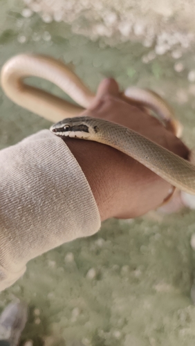 Road Guarder (Conophis lineatus) - Snakes and Lizards
