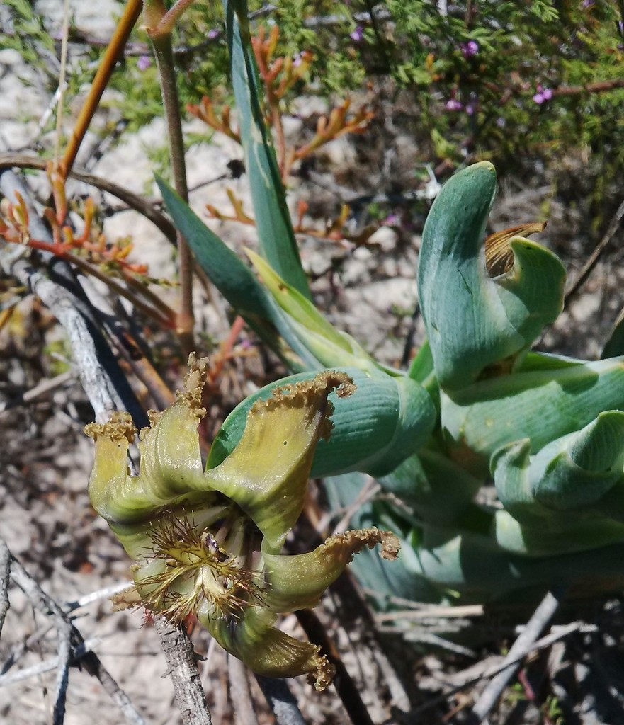 Starfish lily from Bokbaai, West Coast DC, South Africa on November 5 ...