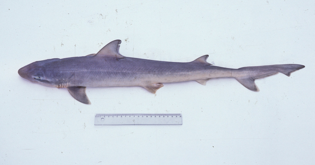 Pencil Shark (Hypogaleus hyugaensis) - Marine Life Identification