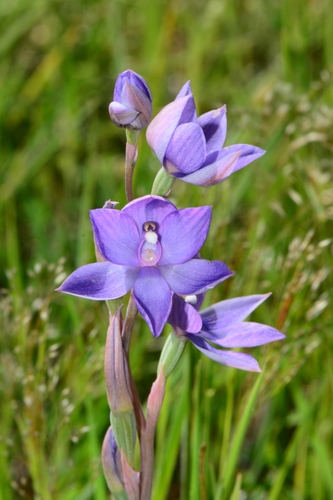 Thelymitra gregaria · iNaturalist Mexico