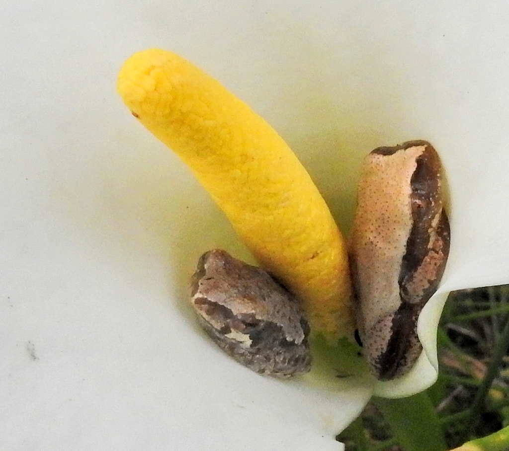 Knysna Spiny Reed Frog from Garden Route Botanical Garden on November 9 ...