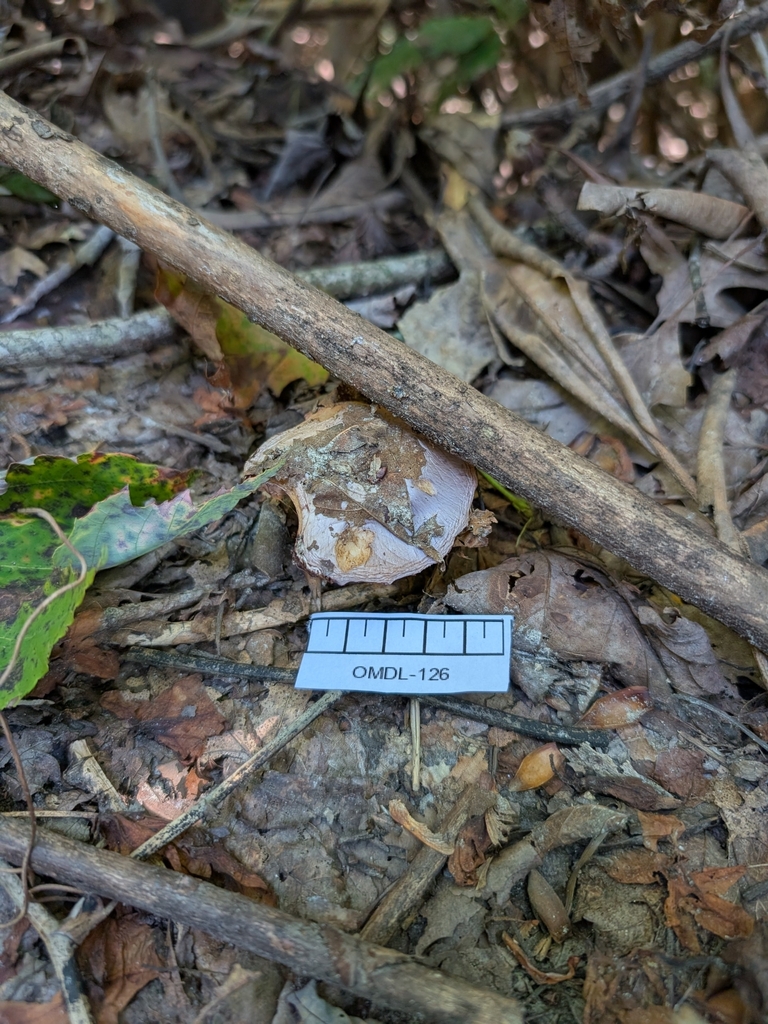 Thaxterogaster sp. 'IN02' from Blowing Rock, NC 28605, USA on August 29 ...