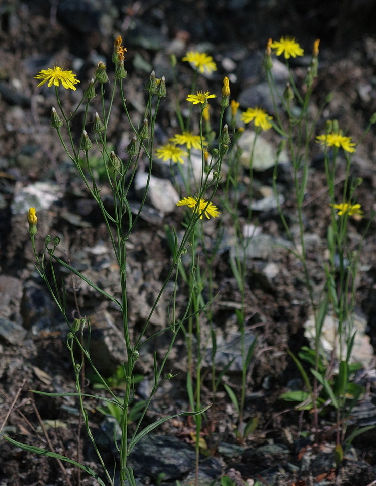 narrow-leaved hawksbeard from Yukon, YT, Canada on June 26, 2019 at 11: ...