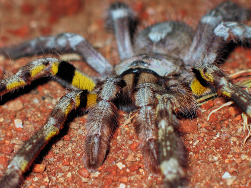 Indian Ornamental Tarantula (Spiders of Karnataka) · iNaturalist