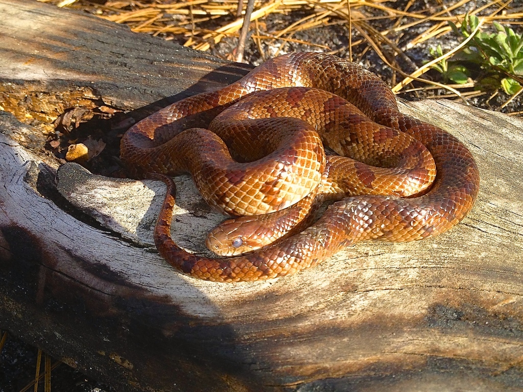 Mole Kingsnake from Carteret County, NC, USA on April 4, 2014 at 05:36 ...